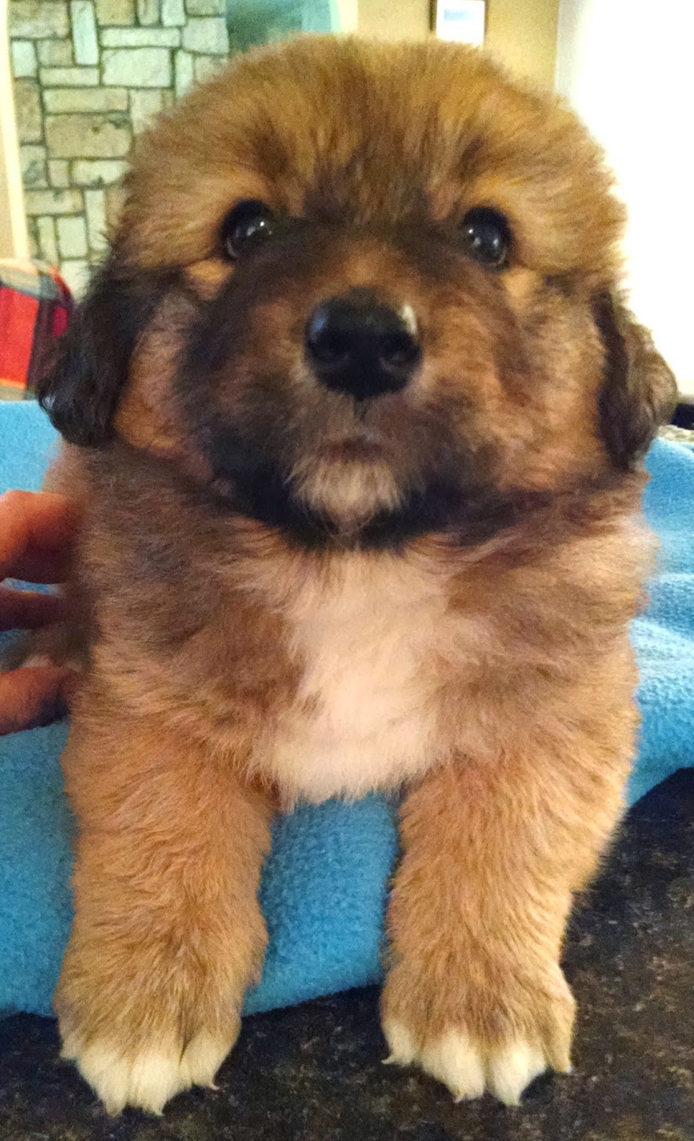 Frugal Freedom: Fuzzy Puppy Cuteness