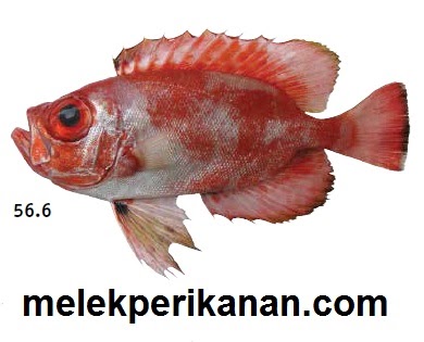 Ikan Mangla, Cemaul Karang, Brok Abah Atau Arrowfin Bigeye (Priacanthus ...