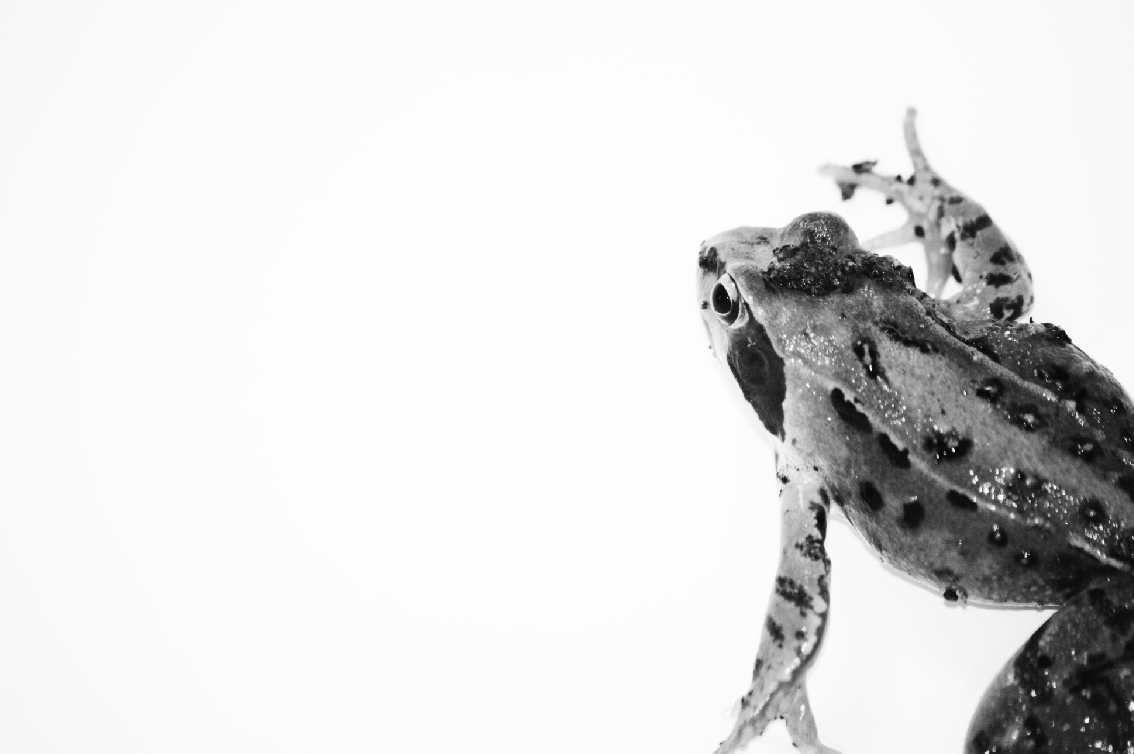 wildlifebilly: Photographing Frogs!