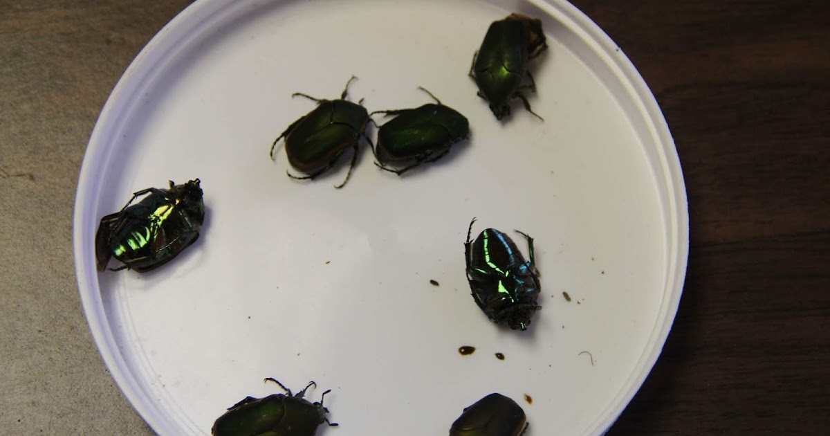 Green June Bugs On the Horizon