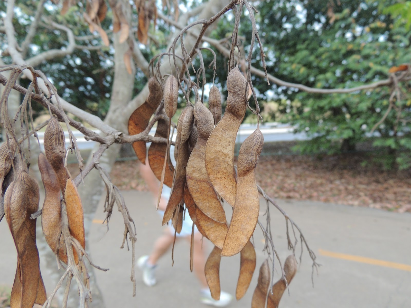 The Flowering plants (Leguminosae - Fabaceae): Fabaceae - Machaerium ...