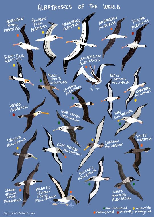 Green Humour: Albatrosses of the World
