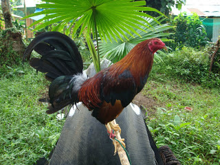 Jenis Ayam Betet (ayam philipine) | Suara Hati Kalian