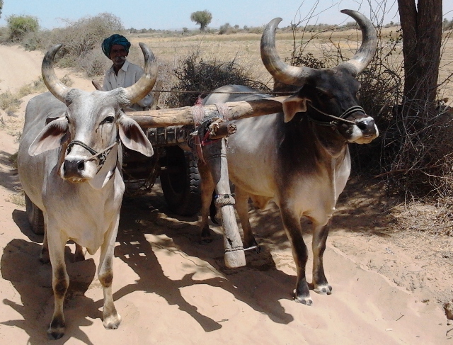 Muzzammil's Travels: A Whirlwind Road Trip to Nagarparkar - Thar Desert