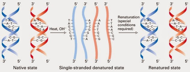 Ciencias de Joseleg: La renaturación del ADN, parte I