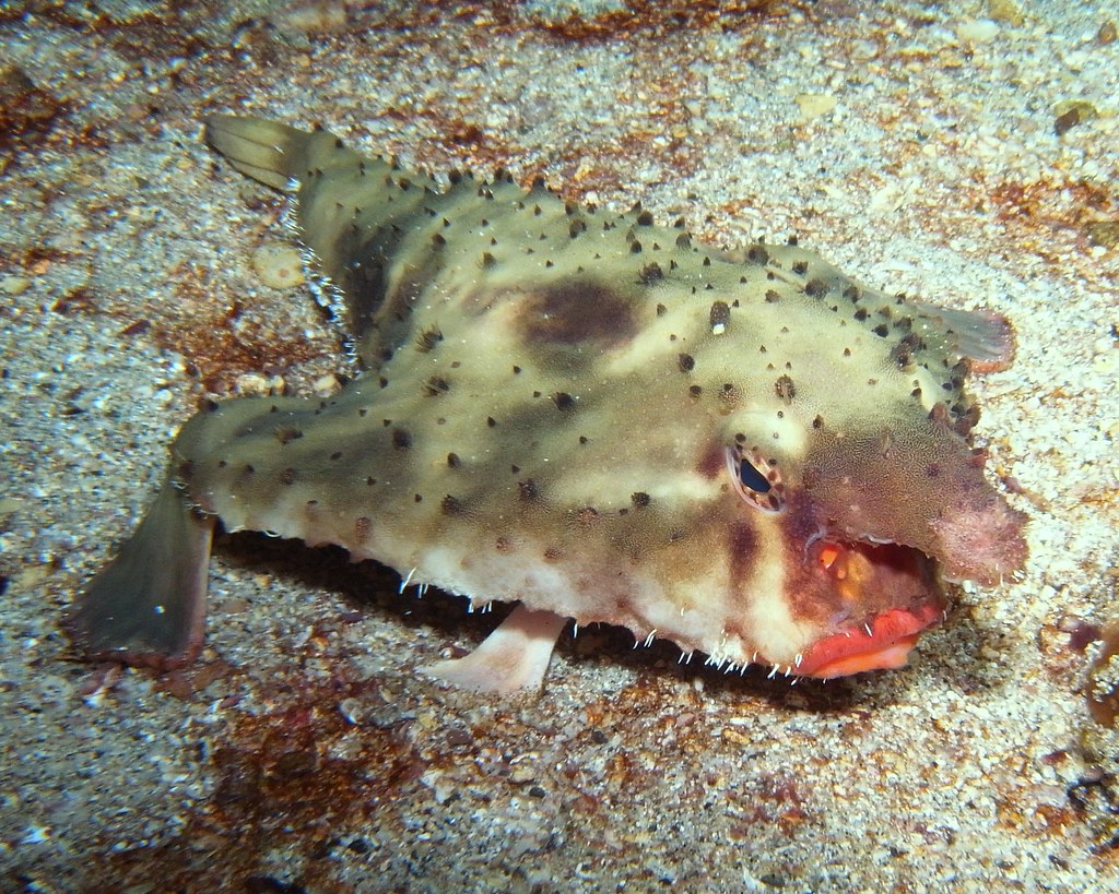 RED LIPPED BATFISH photos - wallpapers (ανανεωμένο) | the fun bank