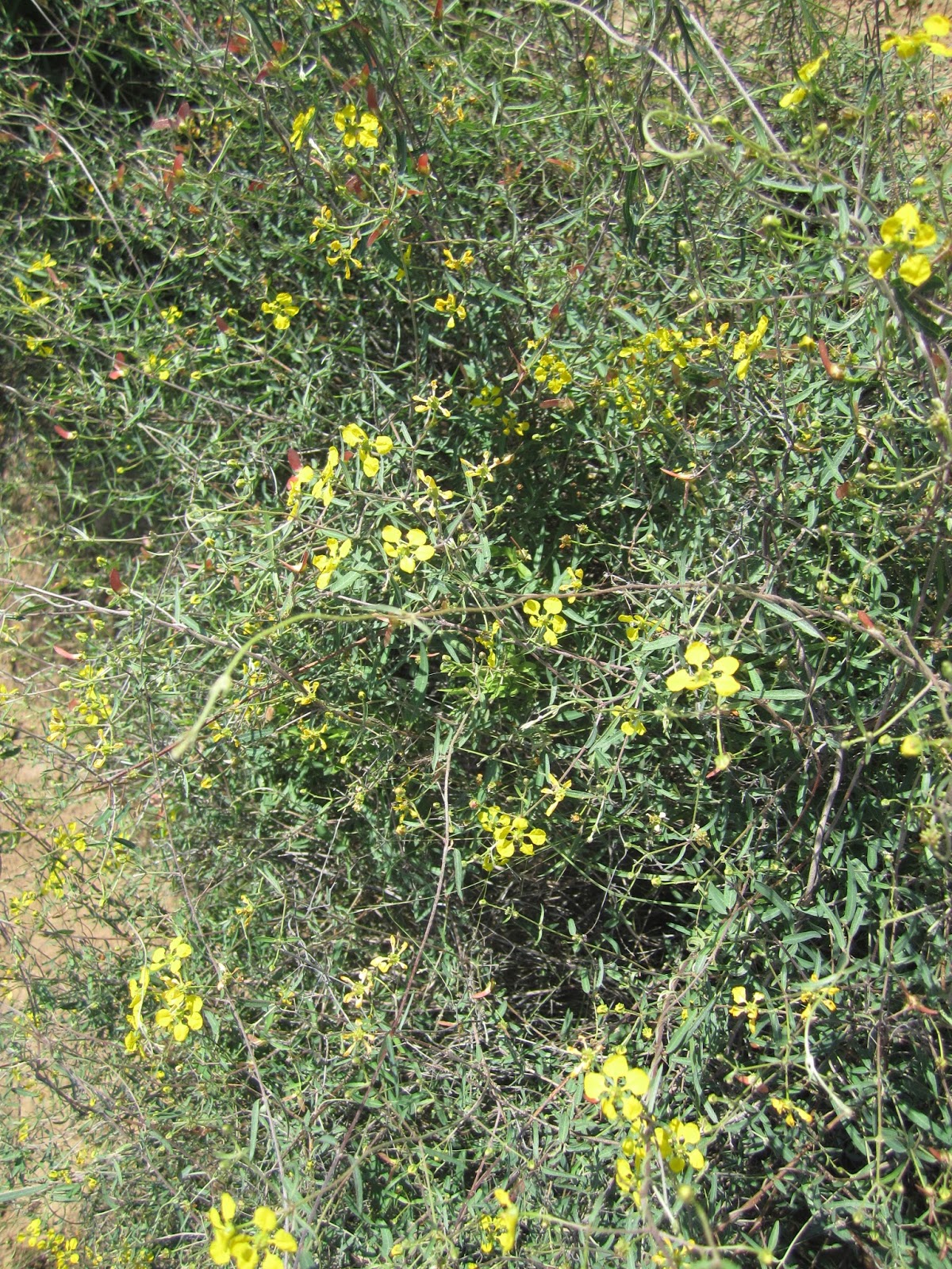 notjustantlersandartifacts: Slender Janusia