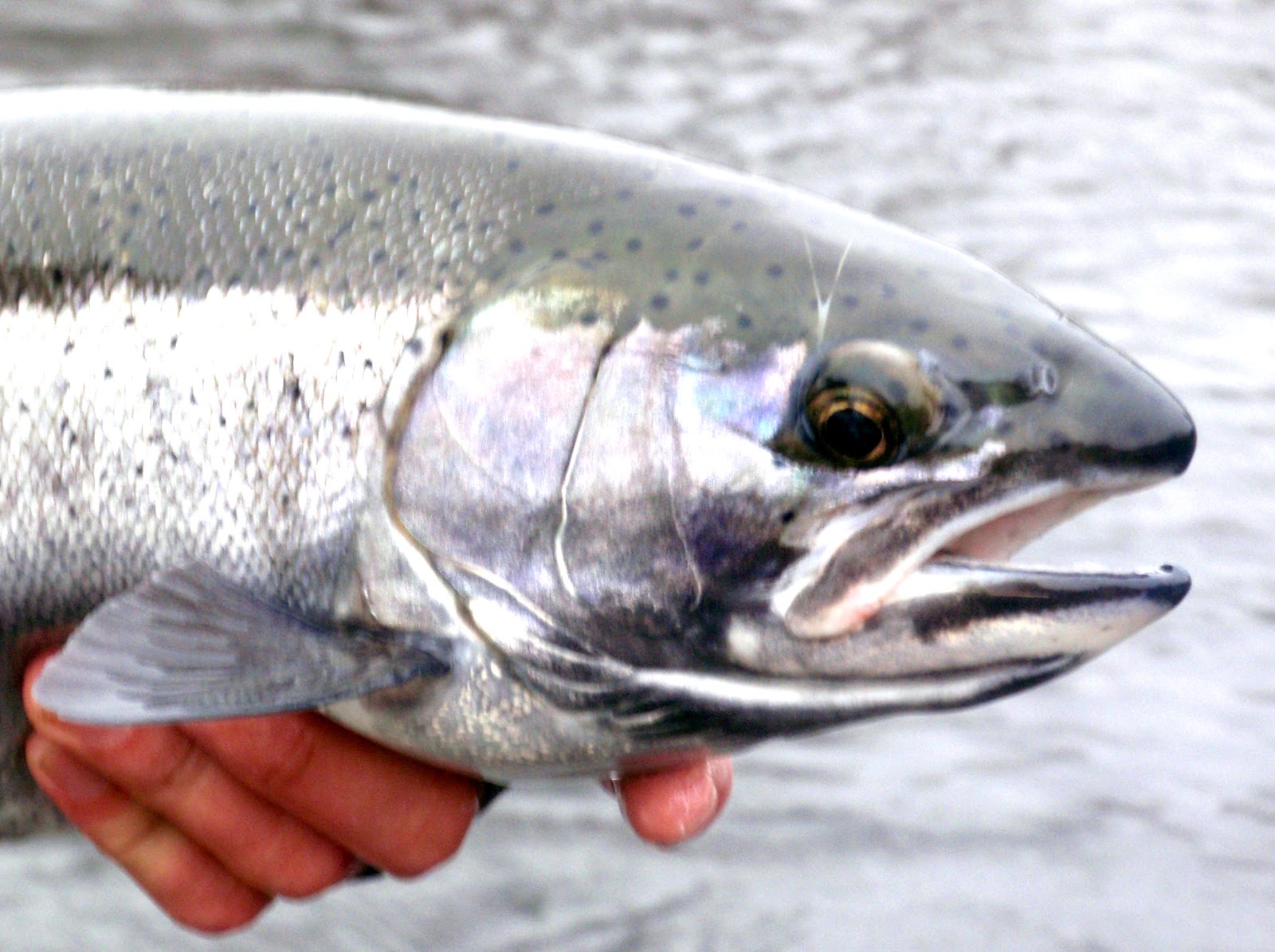 FlySpoke: THE TOP 10 THINGS TO REMEMBER WHILE FISHING STEELHEAD ON THE ...