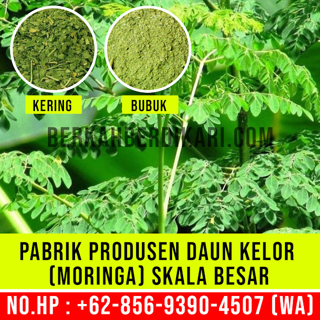 Distributor Daun Kelor Kering