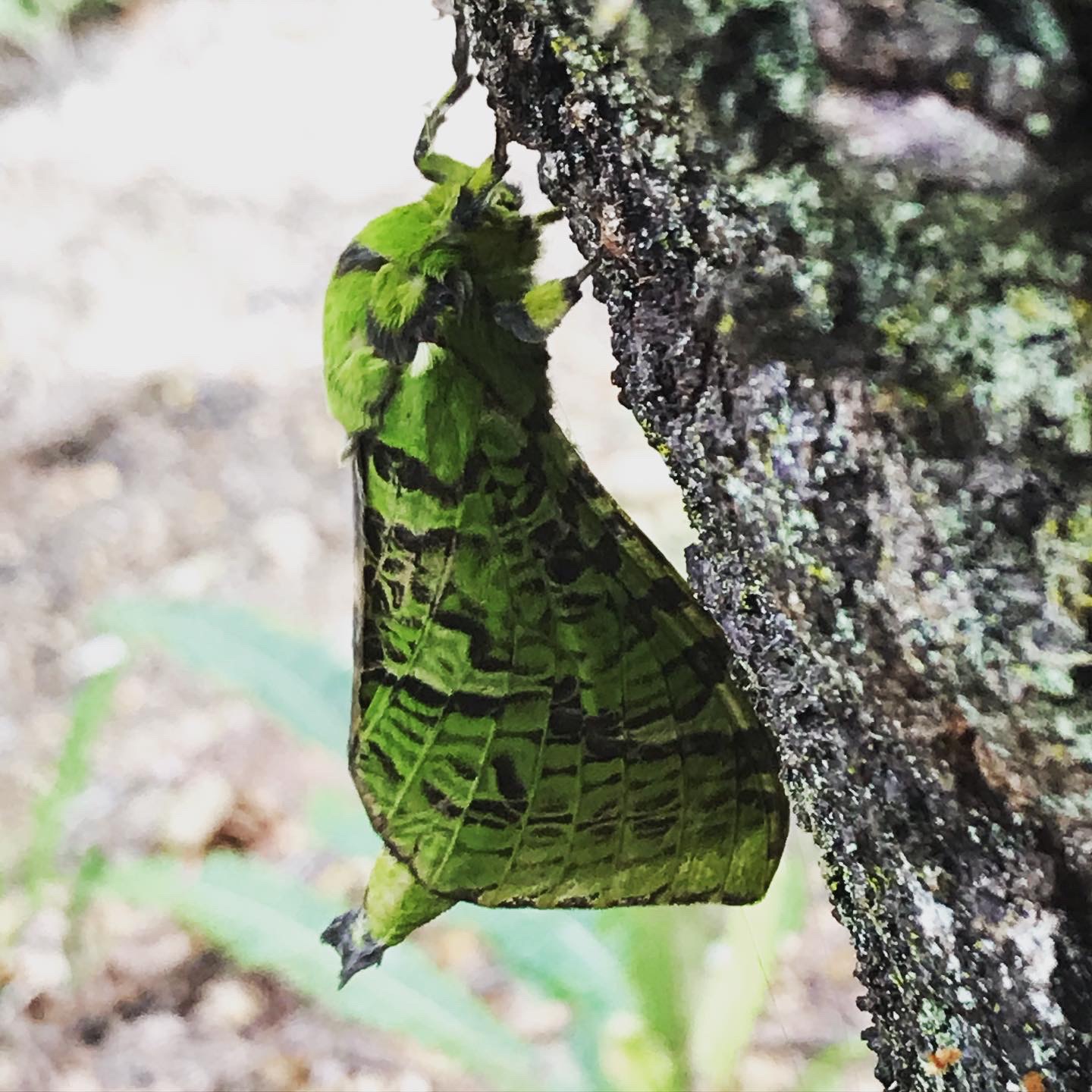 Explore and Discover Nature: Puriri Moths and Caterpillars - a secret ...