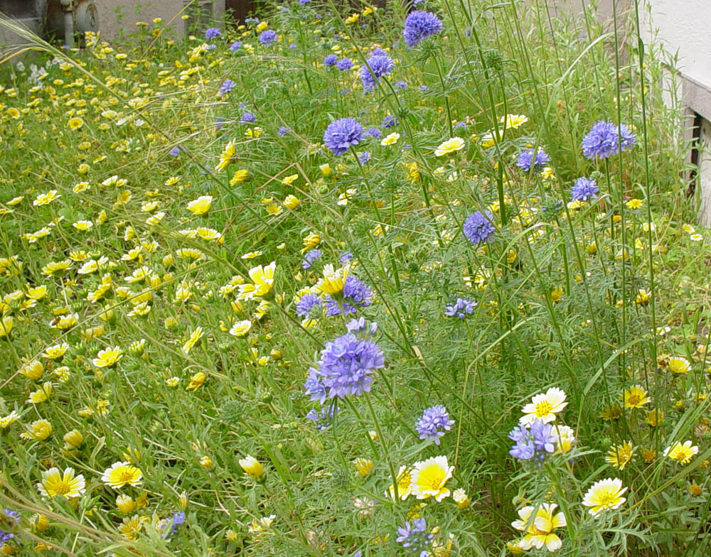 Mother Nature's Backyard - A Water-wise Garden: Plant of the Month ...