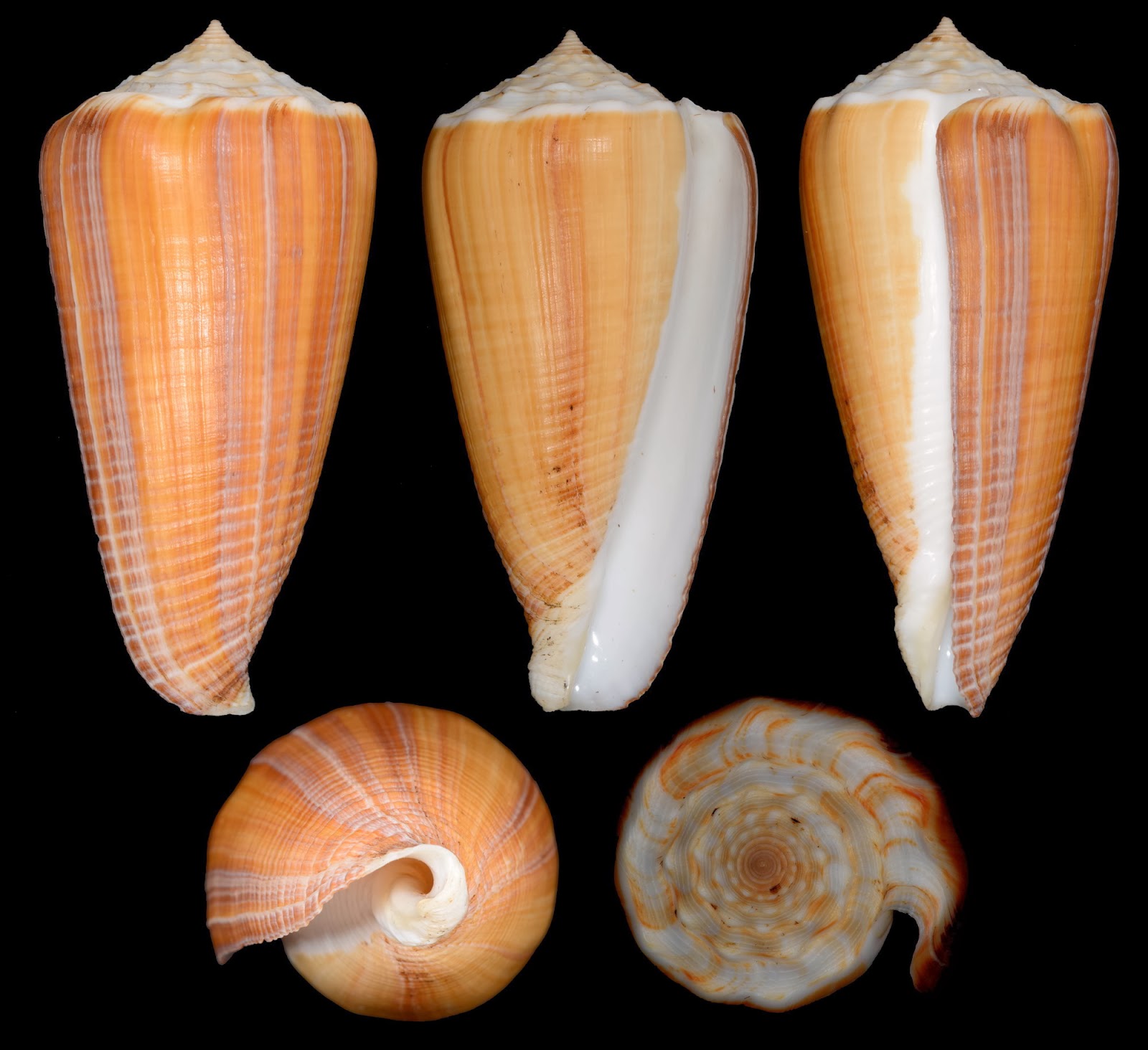 Dr. Lee's Gallery Museum: Conus sulcatus bocki 74.7mm 木乃伊芋螺