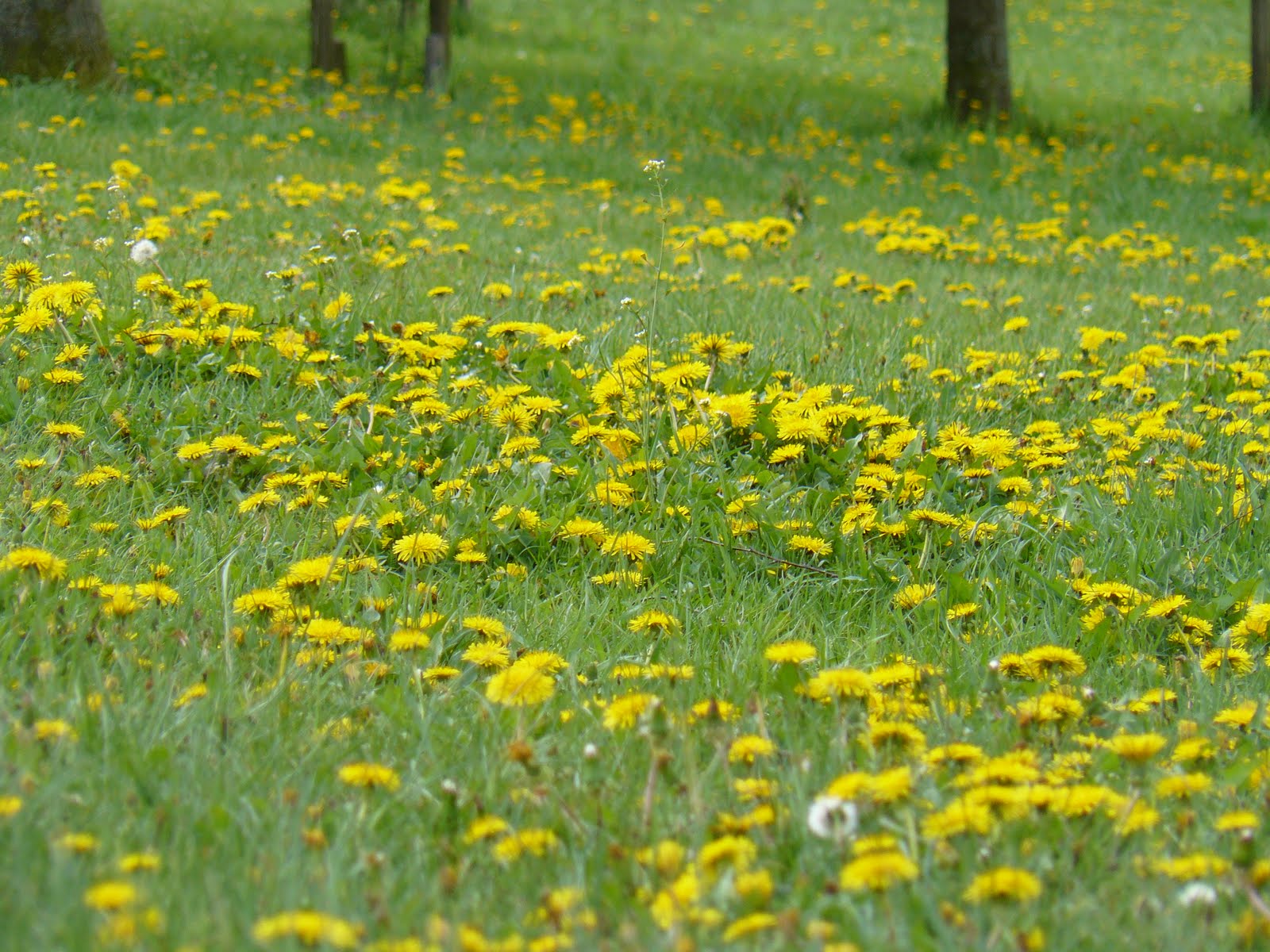Tyloje: PASAKA projektui "ŽALIASIS KODAS": Kvepiančios Pievos išgelbėjimas