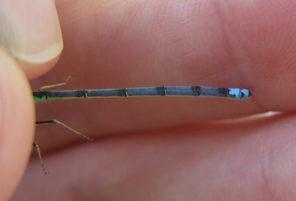 Urban Dragon Hunters: Another Andromorphic Female