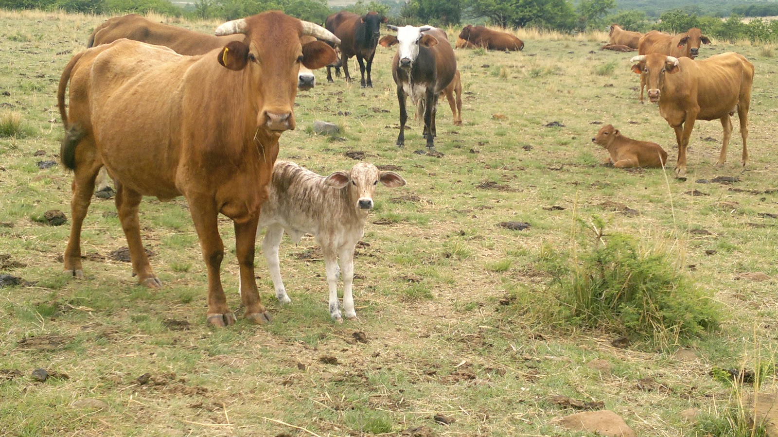 Potgieters in Suid-Afrika: Die begin van die somer... en die diere op ...