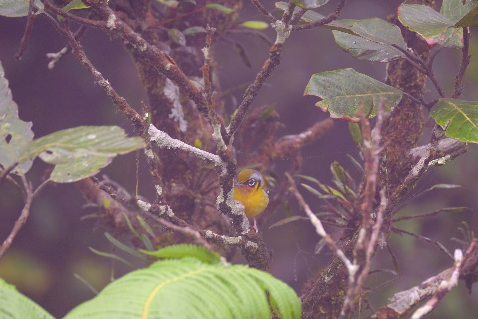 Mike is the name Birding is the game ( Birding in Malaysia - Malaysian ...