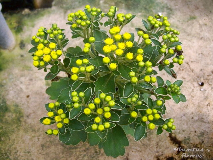 Plantas y flores: Ajania pacifica