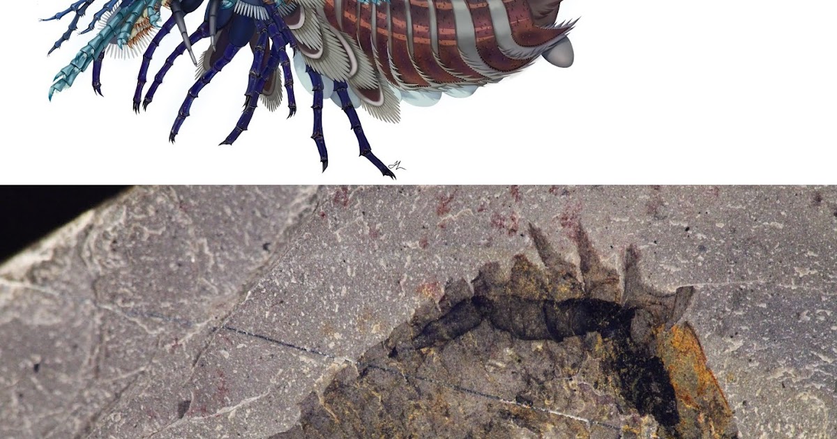 Species New to Science: [Paleontology • 2017] Habelia optata [Habeliida ...