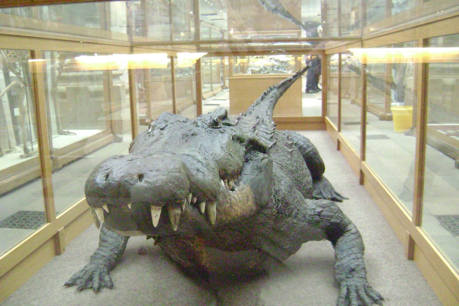 Tom's Tidbits: Pitt Rivers Museum