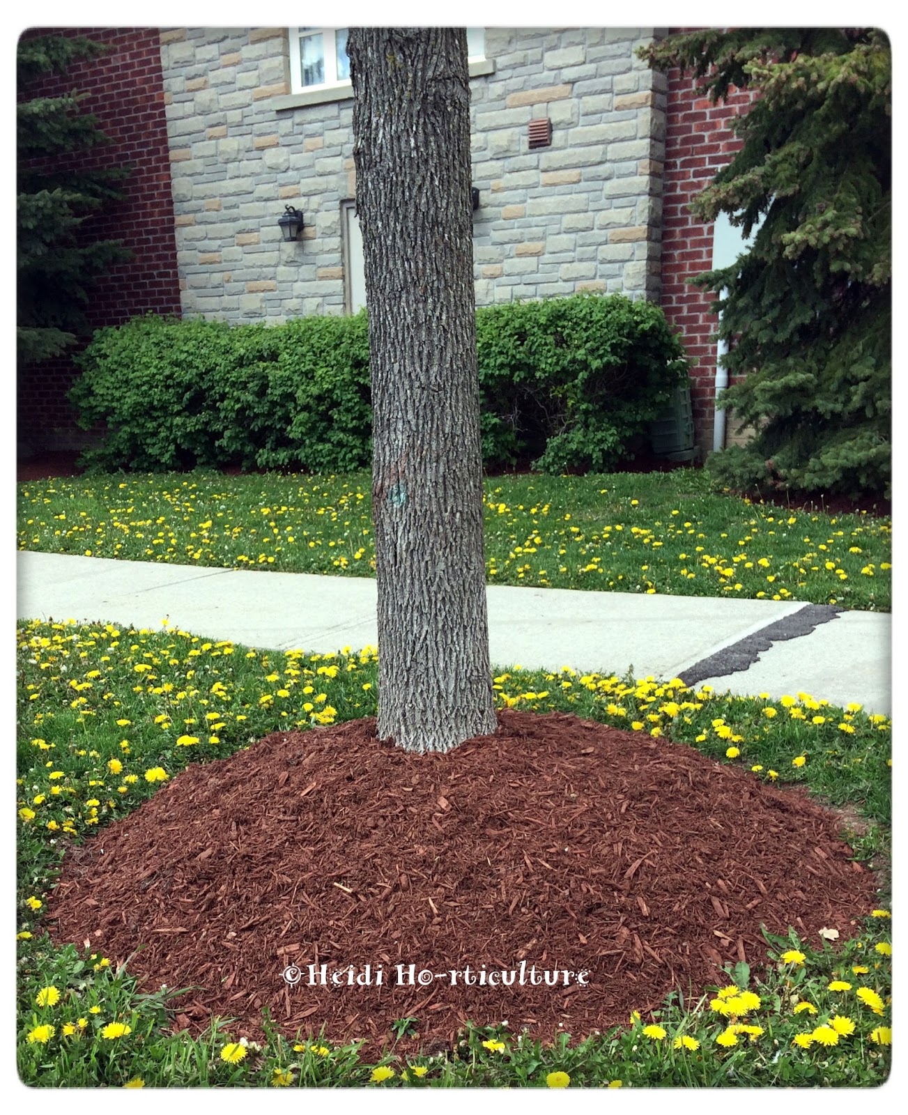 Heidi Horticulture: Pet Peeve - Mulched Trees (aka the Coned Volcano)