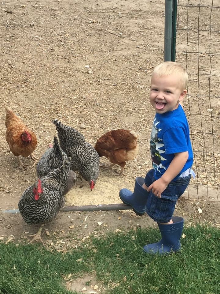 Top Five Kid-Friendly Chicken Breeds - Fresh Eggs Daily® with Lisa Steele