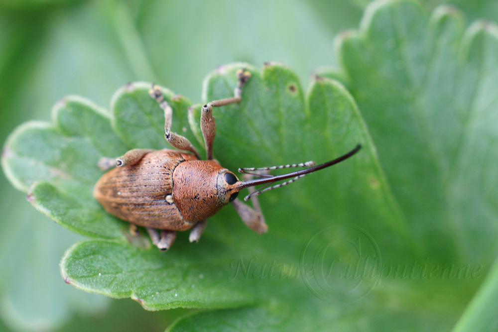 Photo Nature Lilliputienne (macrophotographies): Curculio glandium, le ...