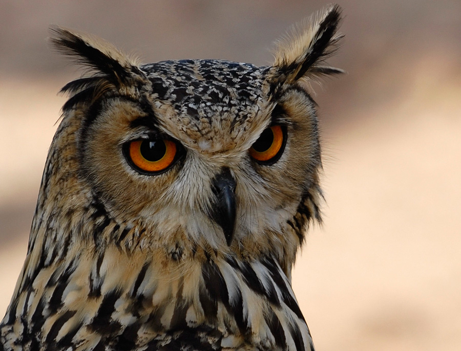 IMÁGENES DE BUHO CHIQUITO - Imagui