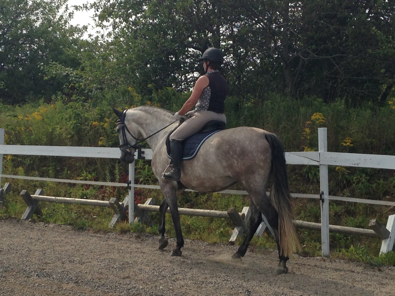 Journey with a Dancing Horse: Riding the Roller Coaster