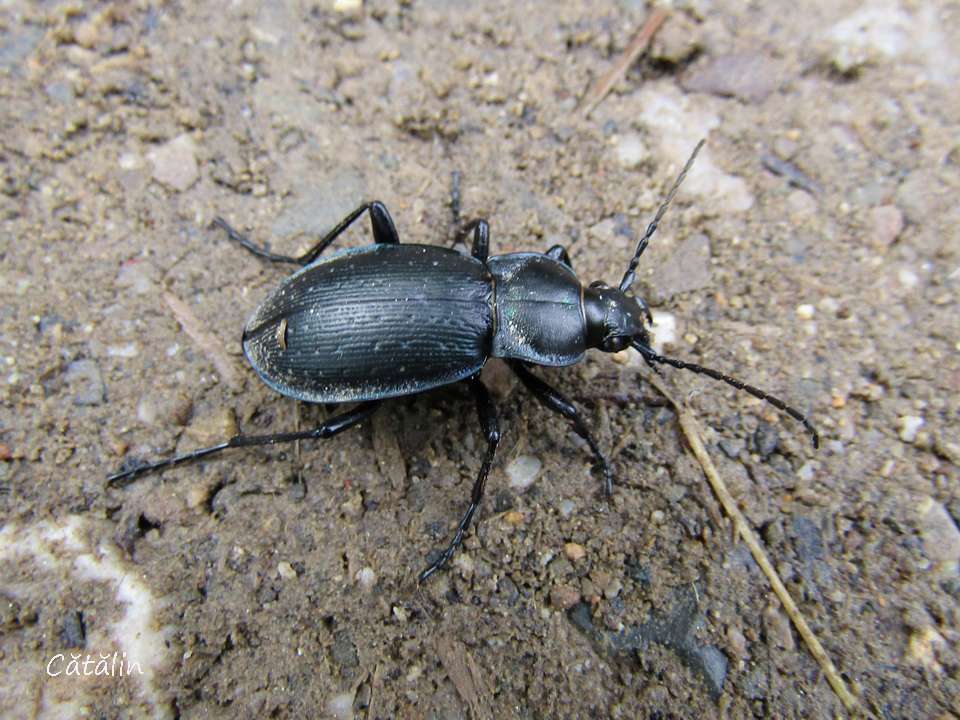 Beetles from Romania: Carabus (Eucarabus) obsoletus