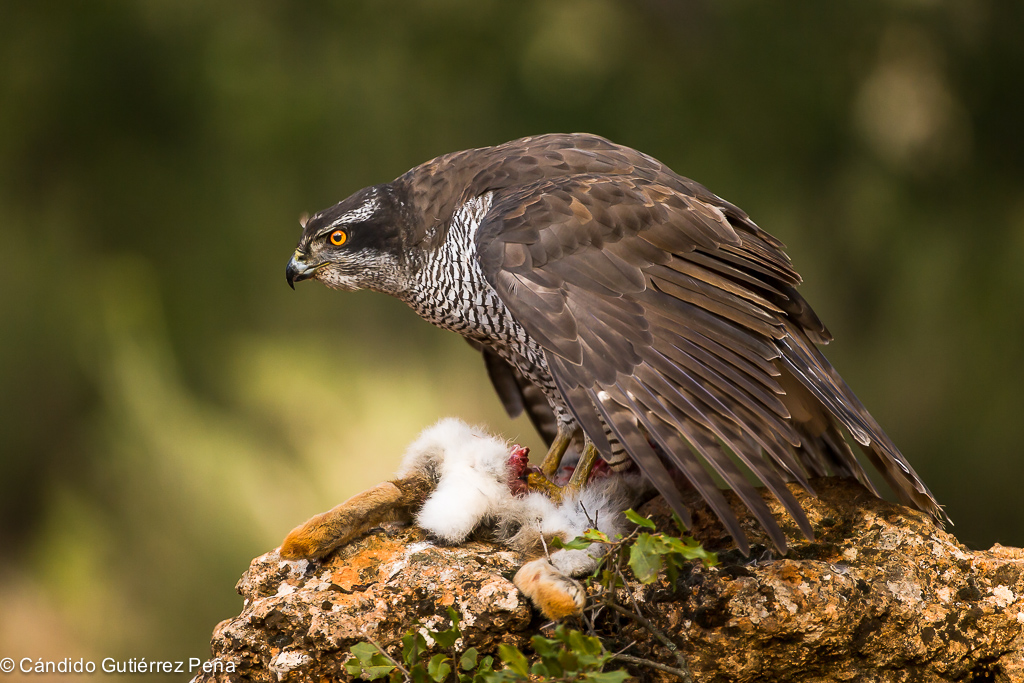 AZOR COMUN - Accipiter Gentilis | Observatorio de la Naturaleza