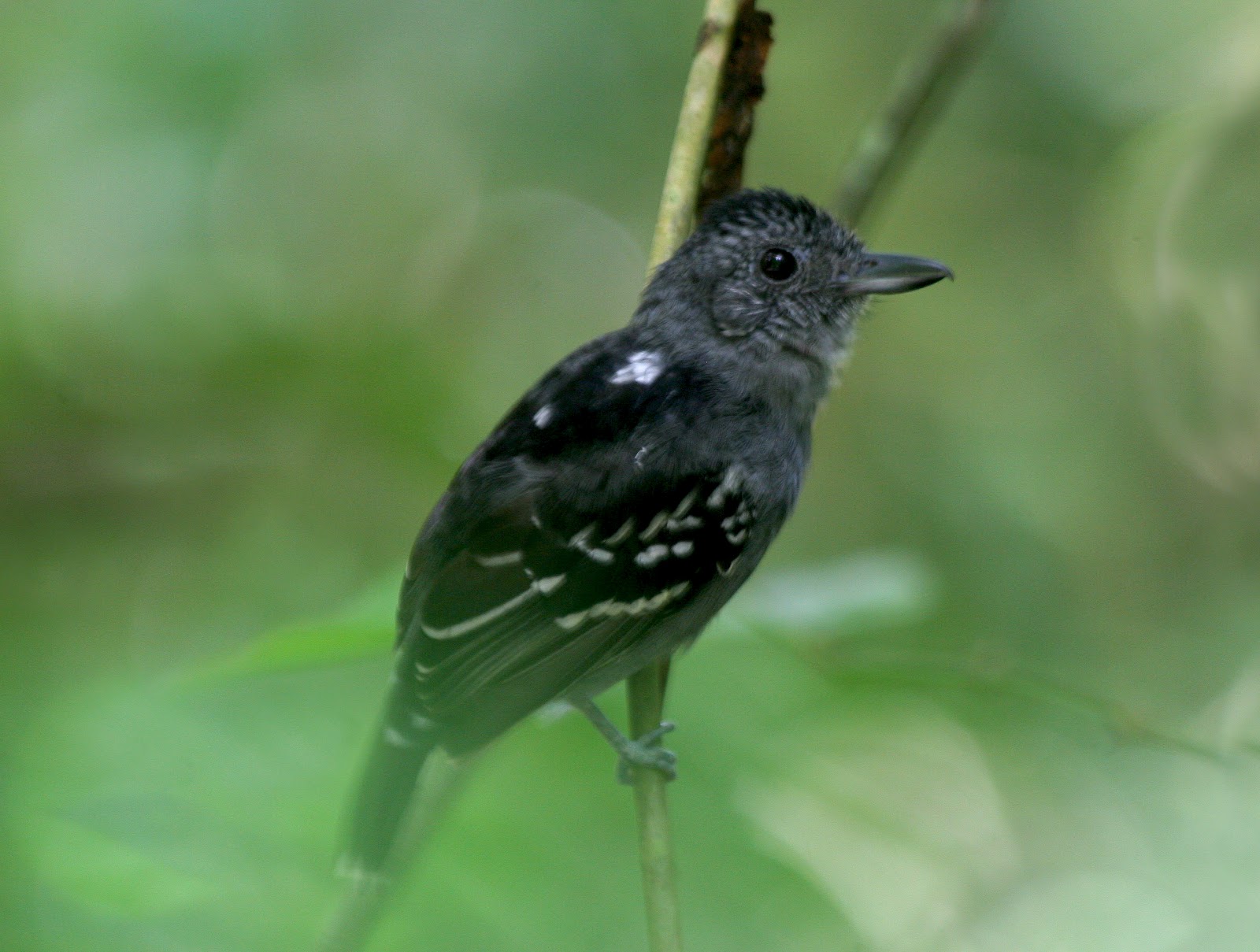 Wild life: Antbird images | wild birds
