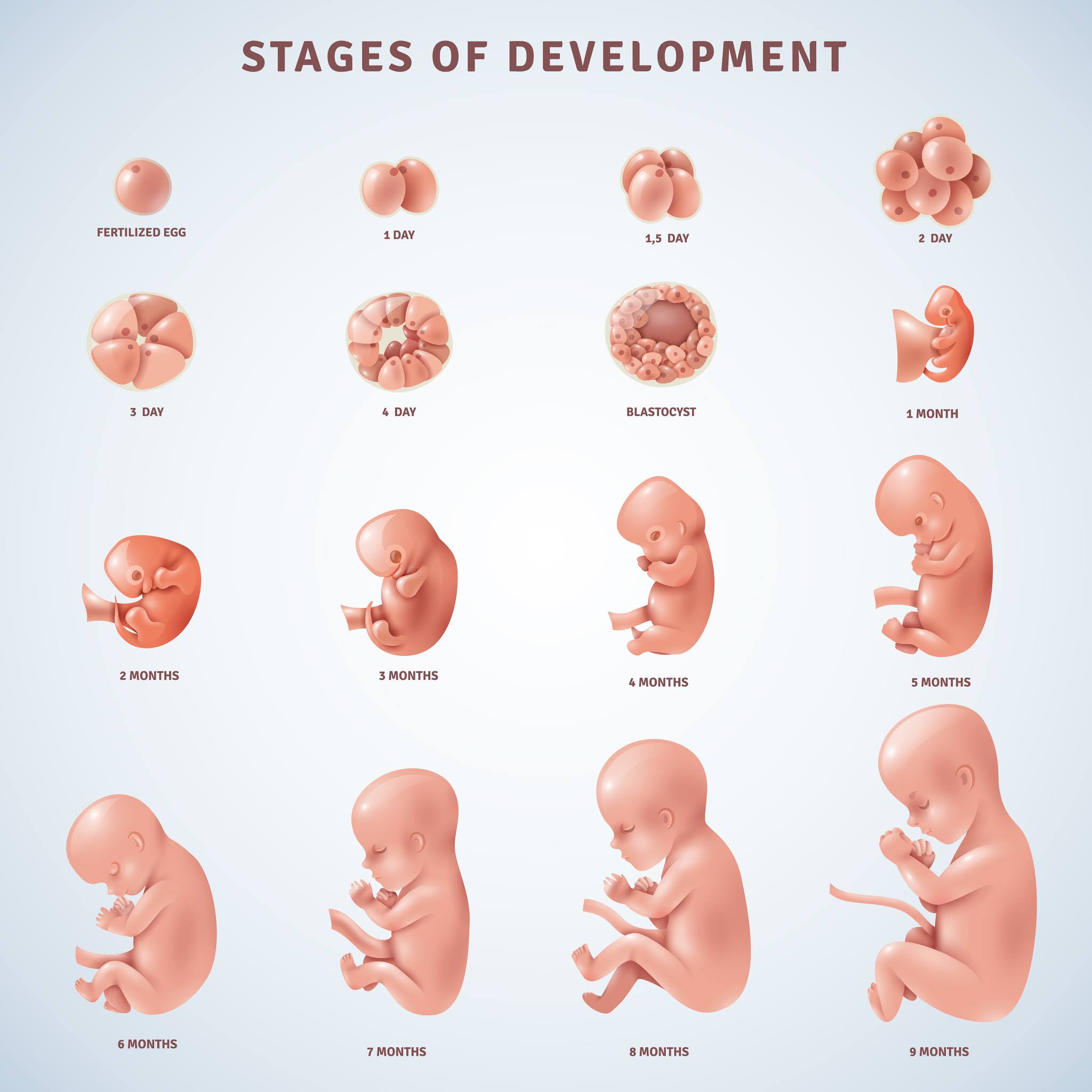 First Trimester Meaning 
