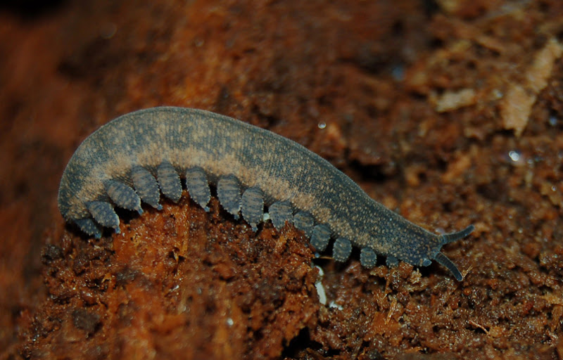 Dan Barrett's Art Blog: Illustration Friday: Intention