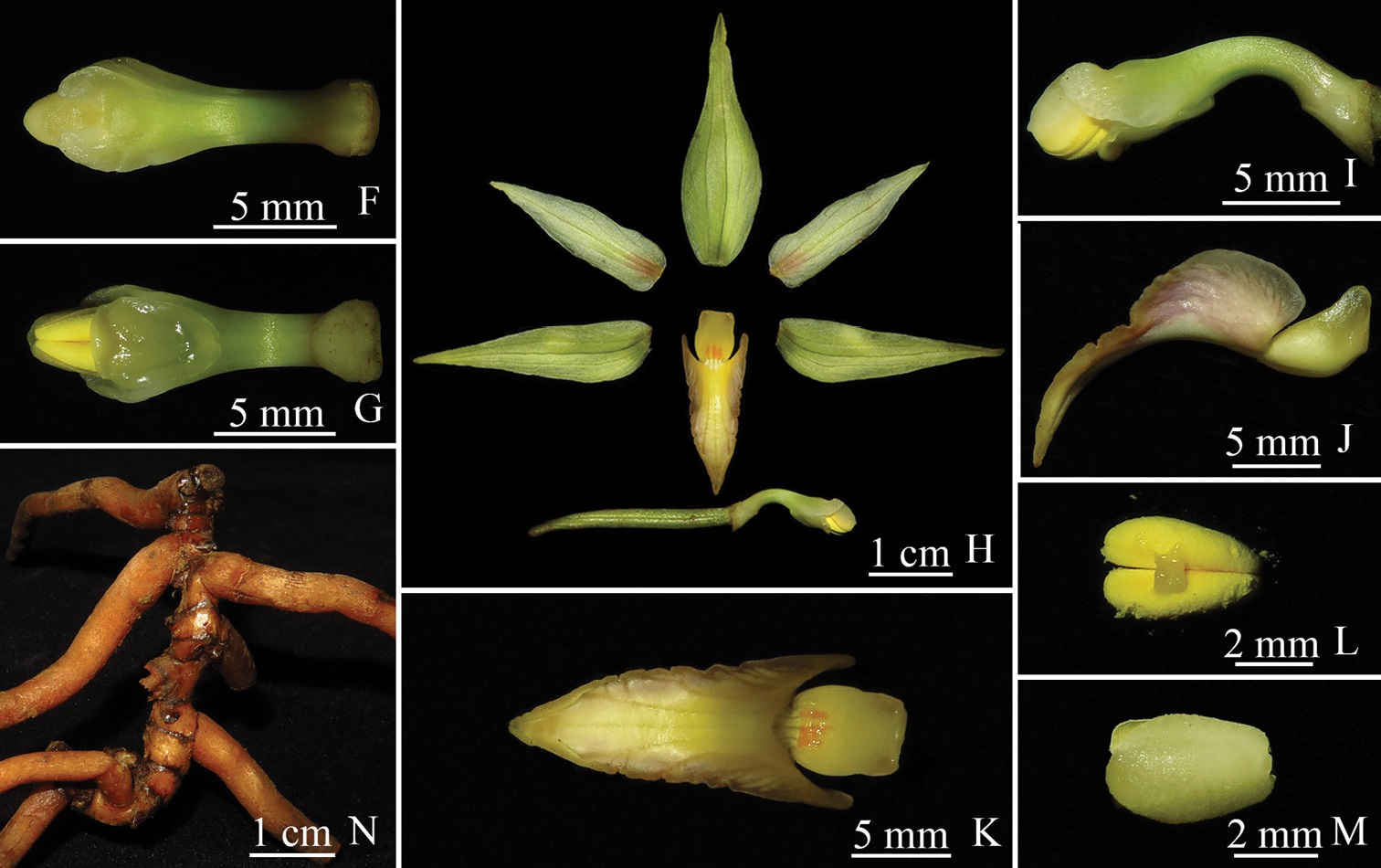Species New to Science: [Botany • 2021] Aphyllorchis yachangensis ...