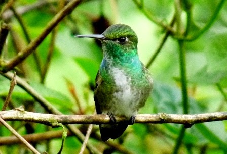 Coloridas criaturas en vuelo: Hábitat del colibri