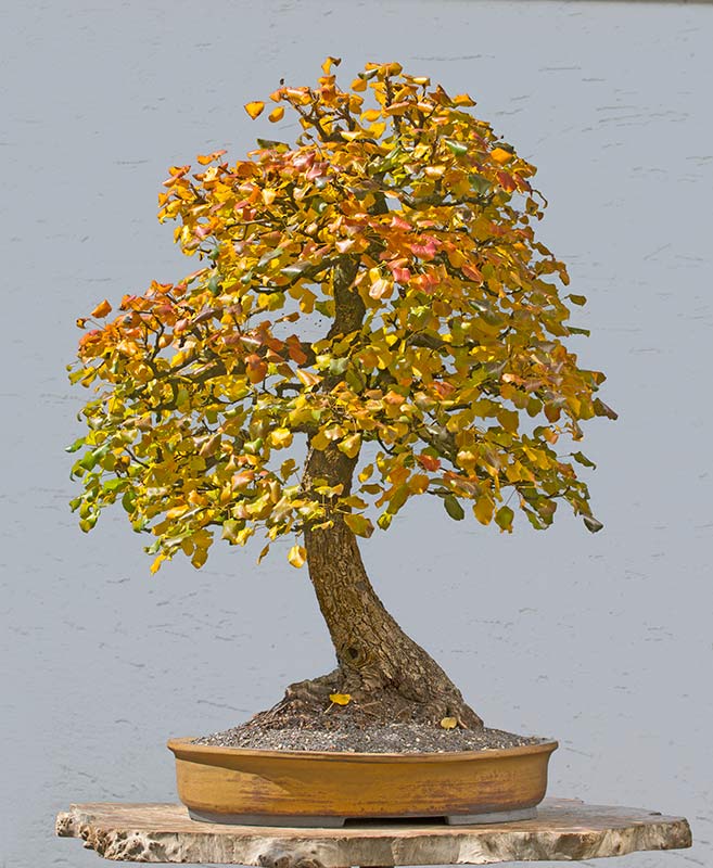 Walter Pall Bonsai Adventures: Wild pear #1