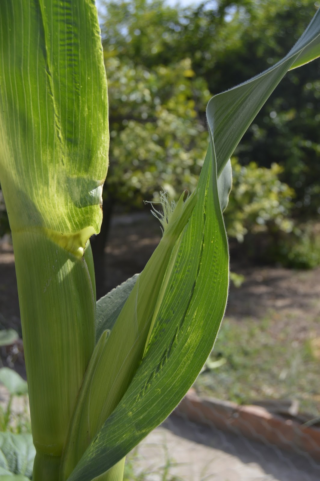 Huerto de Tatay: El maiz saca la flor.huerto