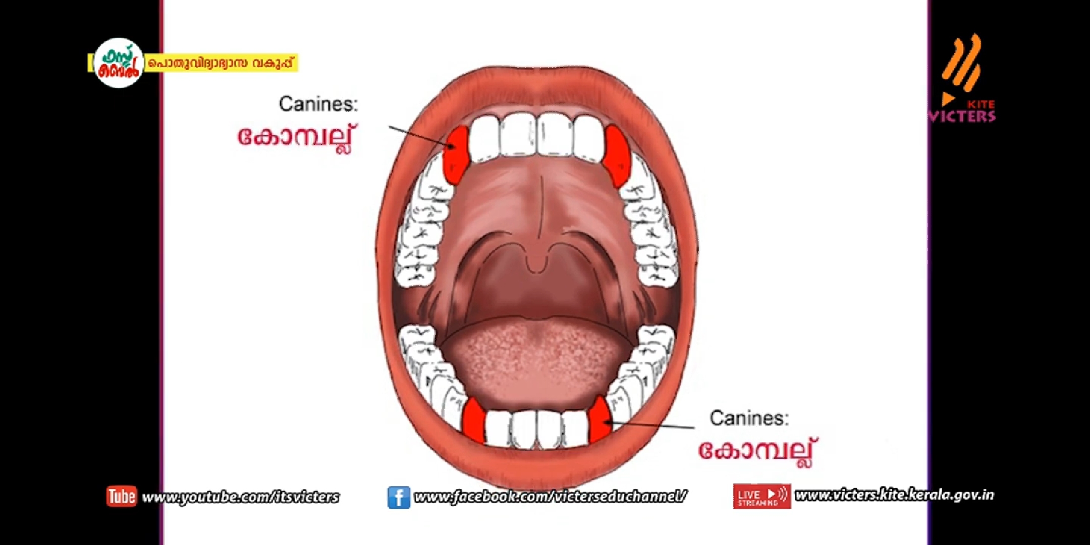 SASTHRA CHANGATHI ശാസ്ത്ര ചങ്ങാതി : UNIT 4 THROUGH THE ALIMENTARY CANAL