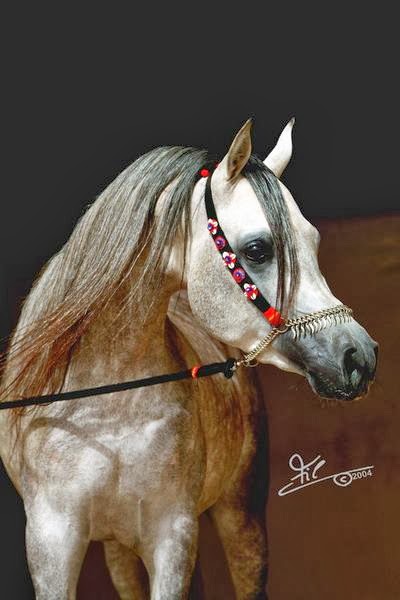 The Wonderful World of Ezzain Arabians