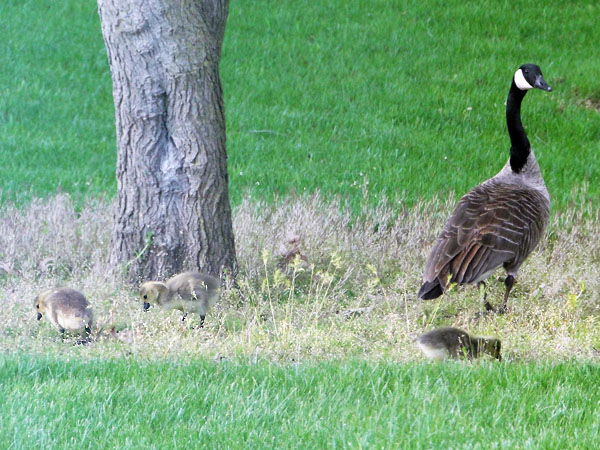 Reflections From the Fence: April 2012