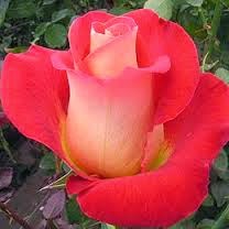 Rosas del Ecuador: Cultivo de rosas ecuatorianas.