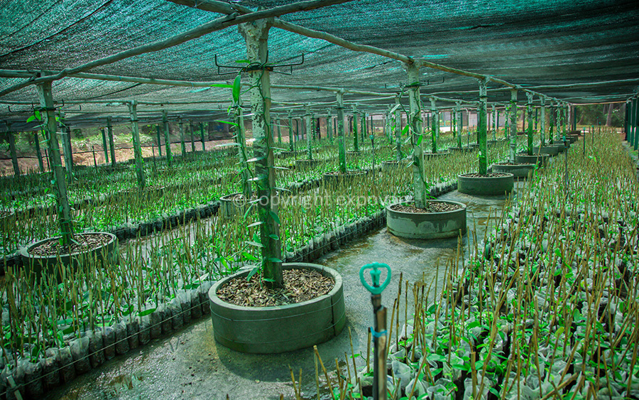 Vanilla Products Exporters in India