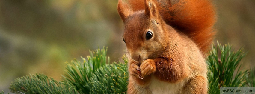 Squirrel facebook cover