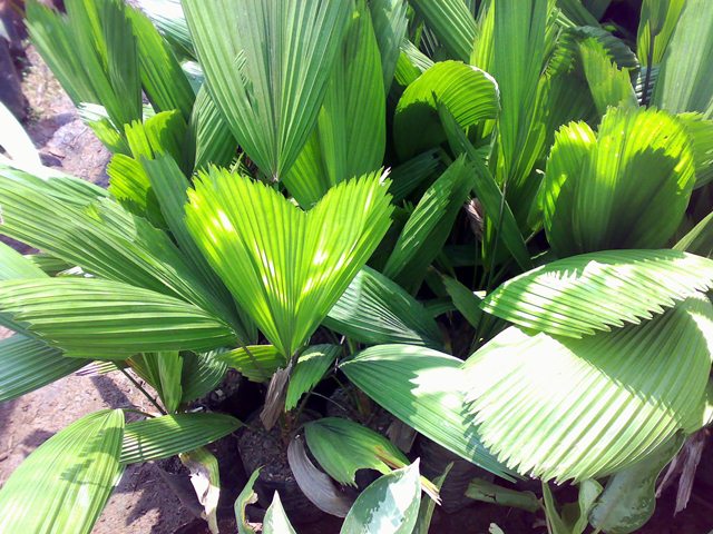 Exploring The New.......: Palm Trees In India