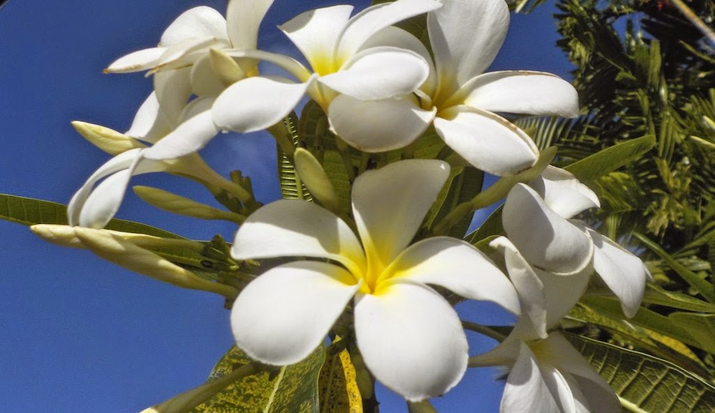 ThirdSpace: ‪Pseudosphinx tetrio‬