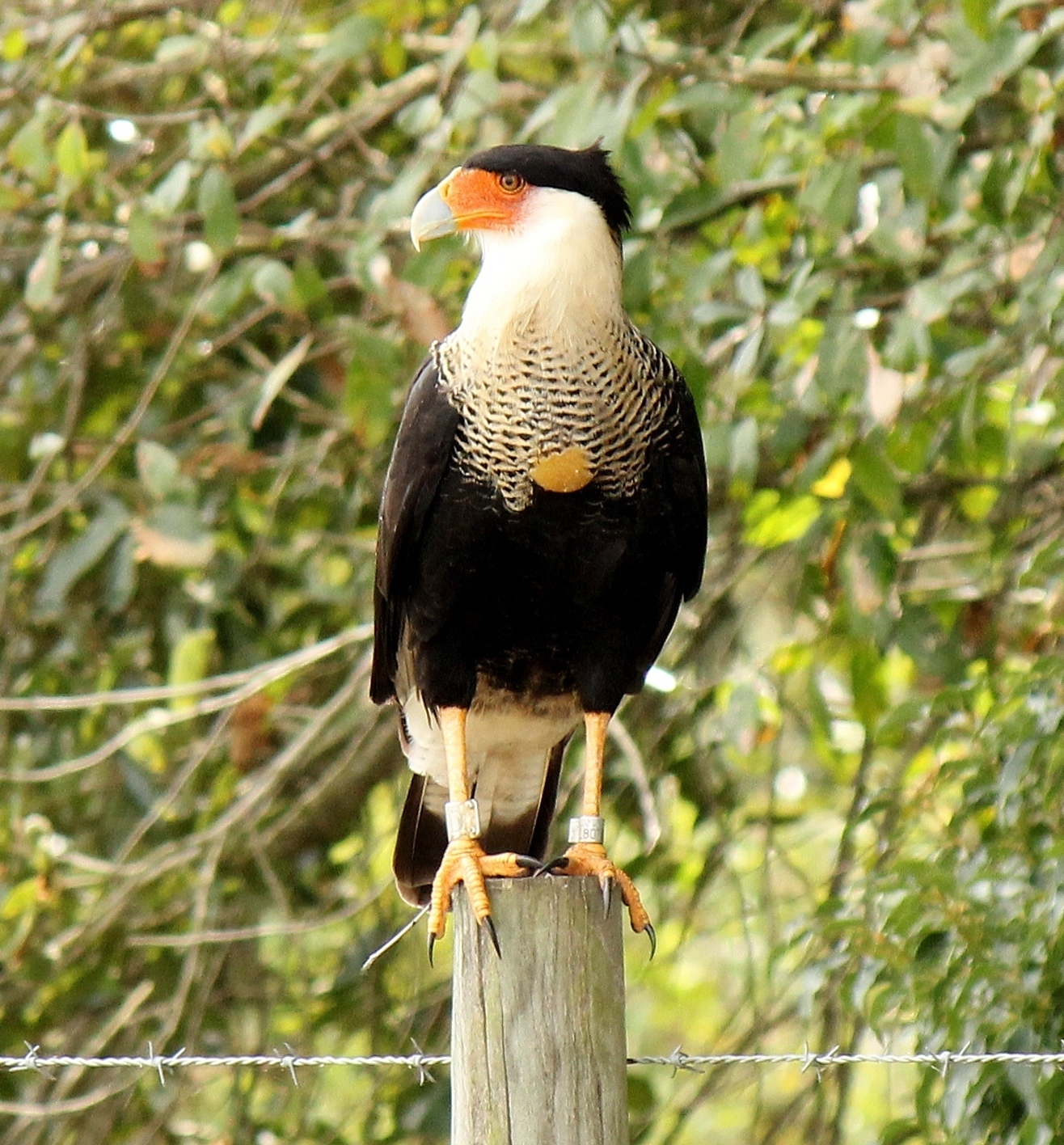 Joan and Dan's Birding Blog: Crested Caracara