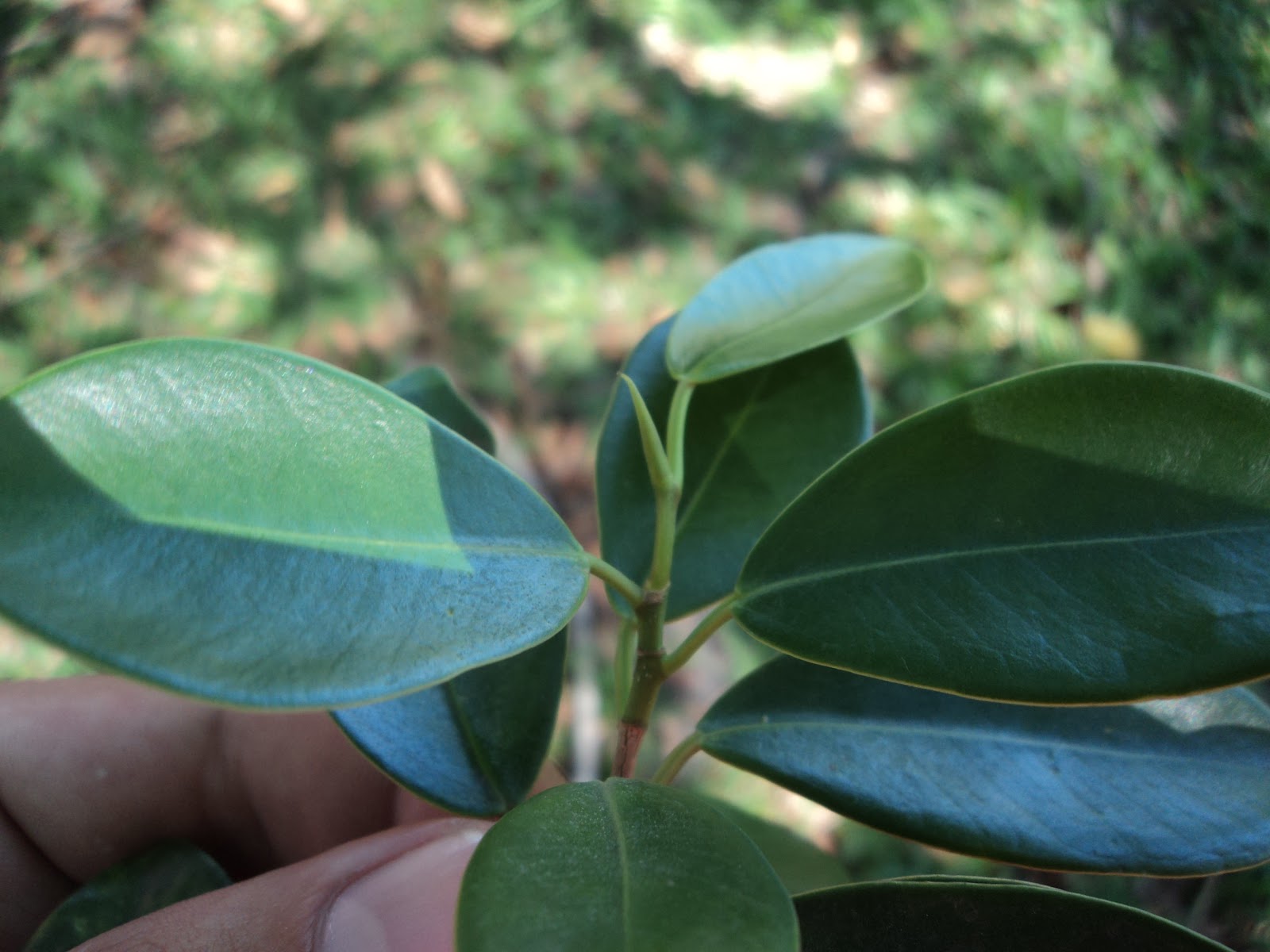 Mato & Cia: Morfologia externa de Folhas