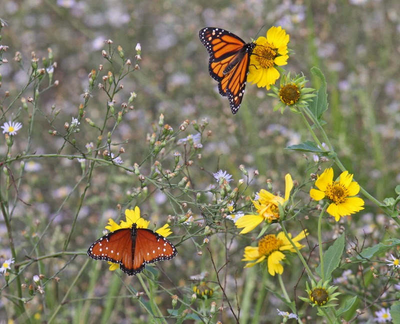 Mark & Teri's Travels: Enchanted Butterflies