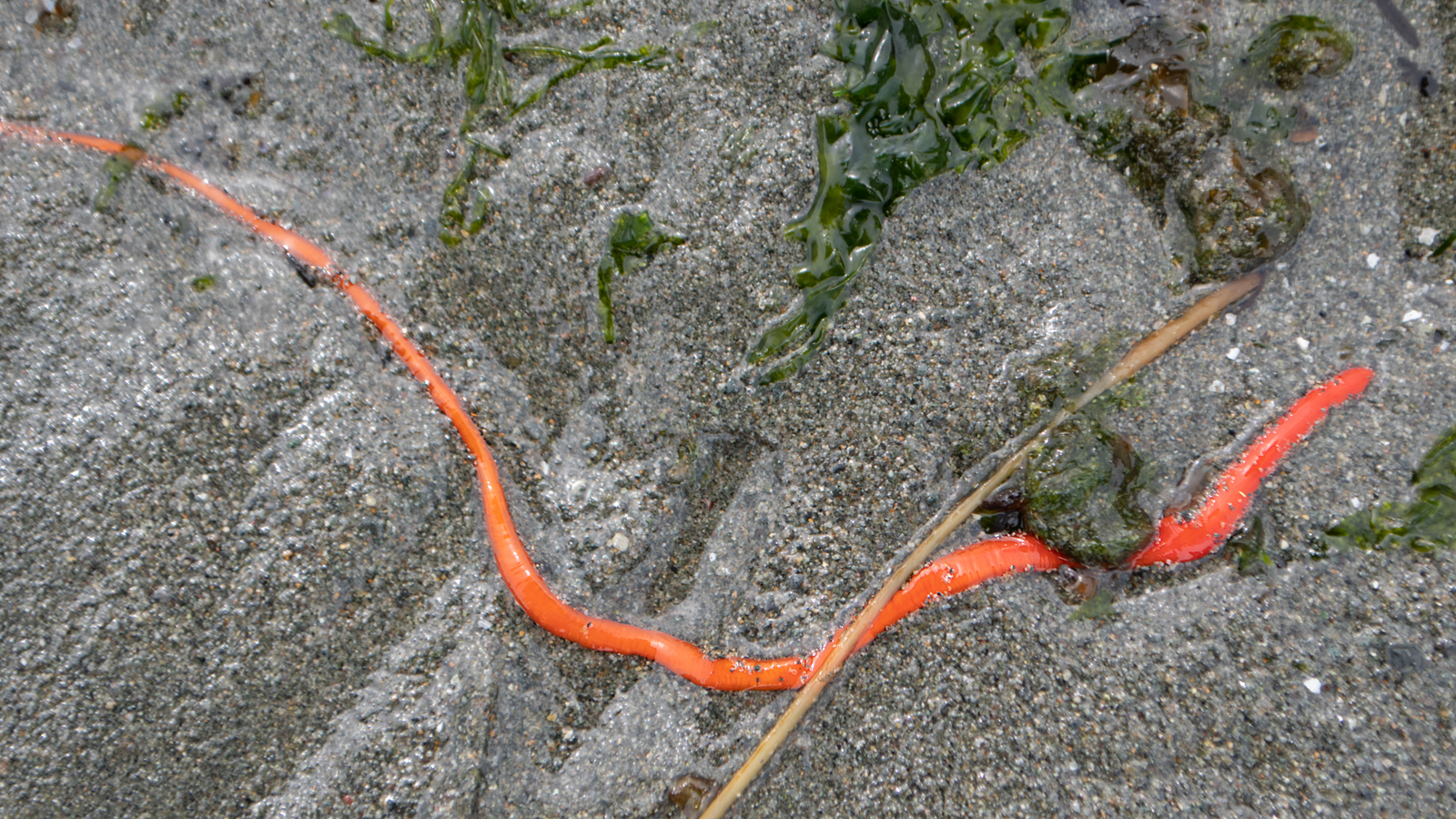 Wanderin' Weeta (With Waterfowl and Weeds): Orange ribbon