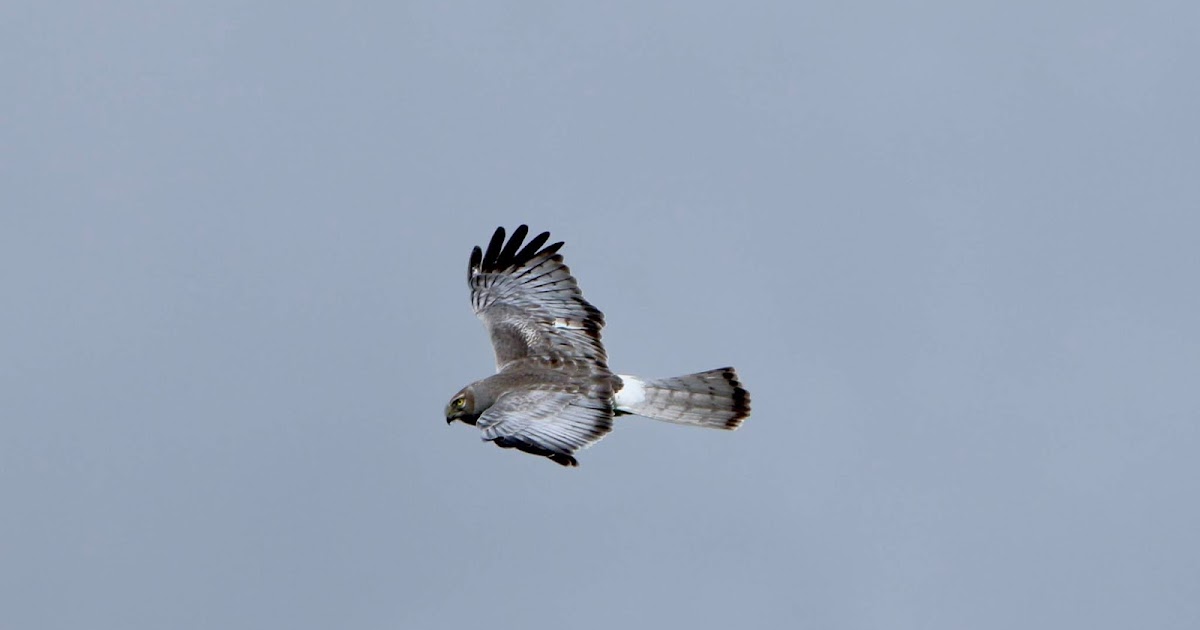Various Oregon Birding Piks: Northern Harrier
